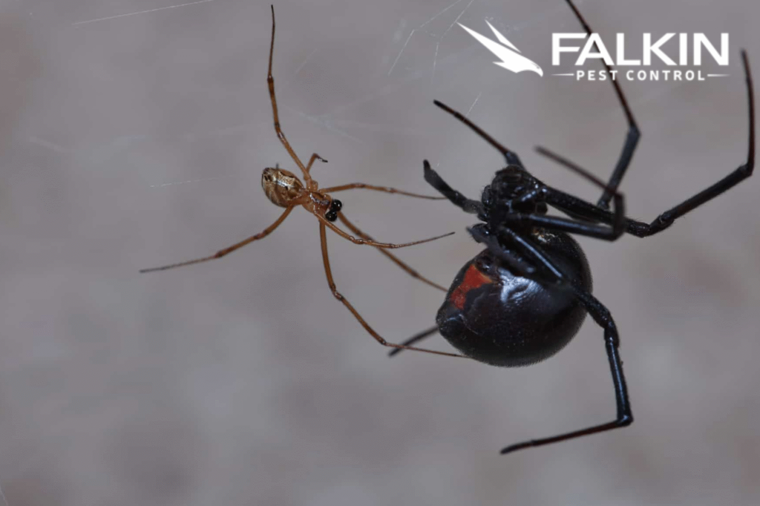 Fall Fight Against Brown Recluse Spiders in Texas