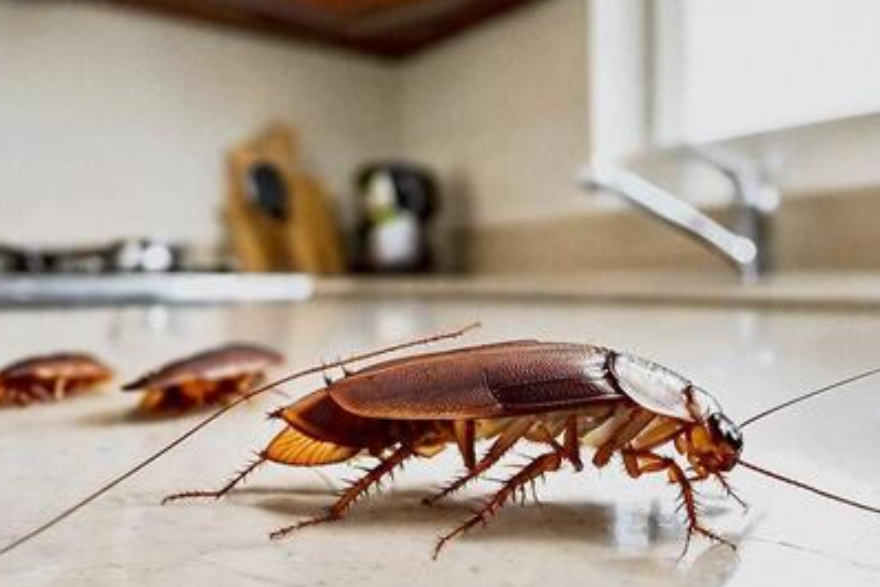 German Cockroaches: How to Identify Them and the Best Prevention and ...